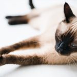 How to Train a Siamese Cat?