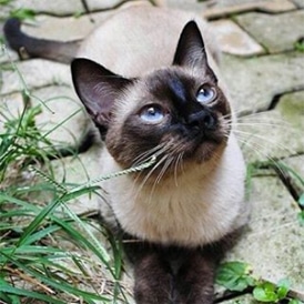 Siamese of Day – Siamese Cat Blog Fun Facts & Tips