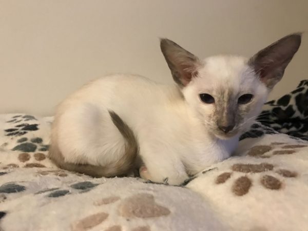 Siamese Cat Colors Chart | Fascinating Facts | Siamese of Day