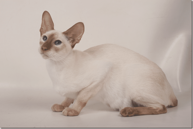 Siamese Cat Colors Chart | Fascinating Facts | Siamese of Day