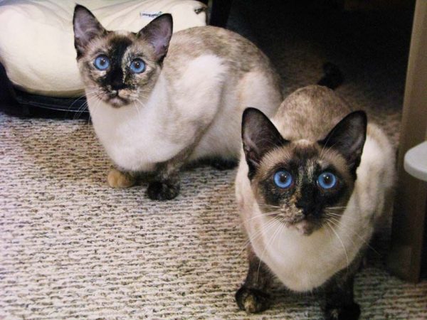 Siamese Cat Colors Chart | Fascinating Facts | Siamese of Day