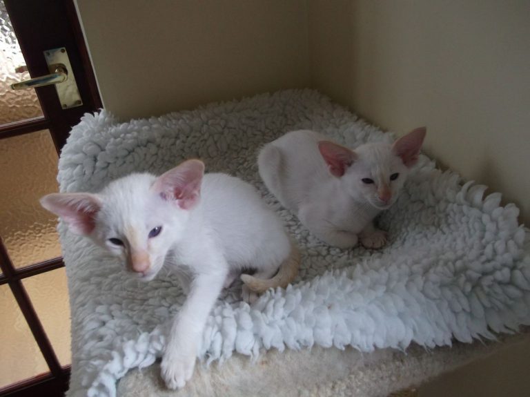 Siamese Cat Colors Chart | Fascinating Facts | Siamese of Day