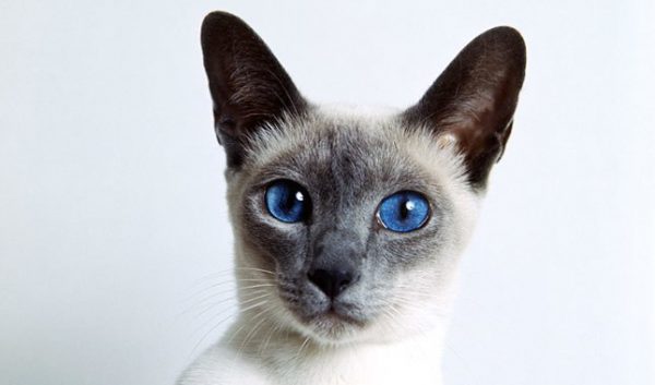 Siamese Cat Colors Chart | Fascinating Facts | Siamese of Day