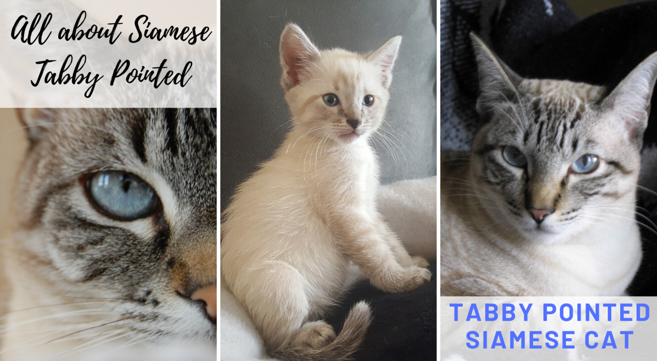 Applehead Siamese Cats - What Are They? | Siameseofday Applehead Siamese Cats - What Are They? | Siameseofday