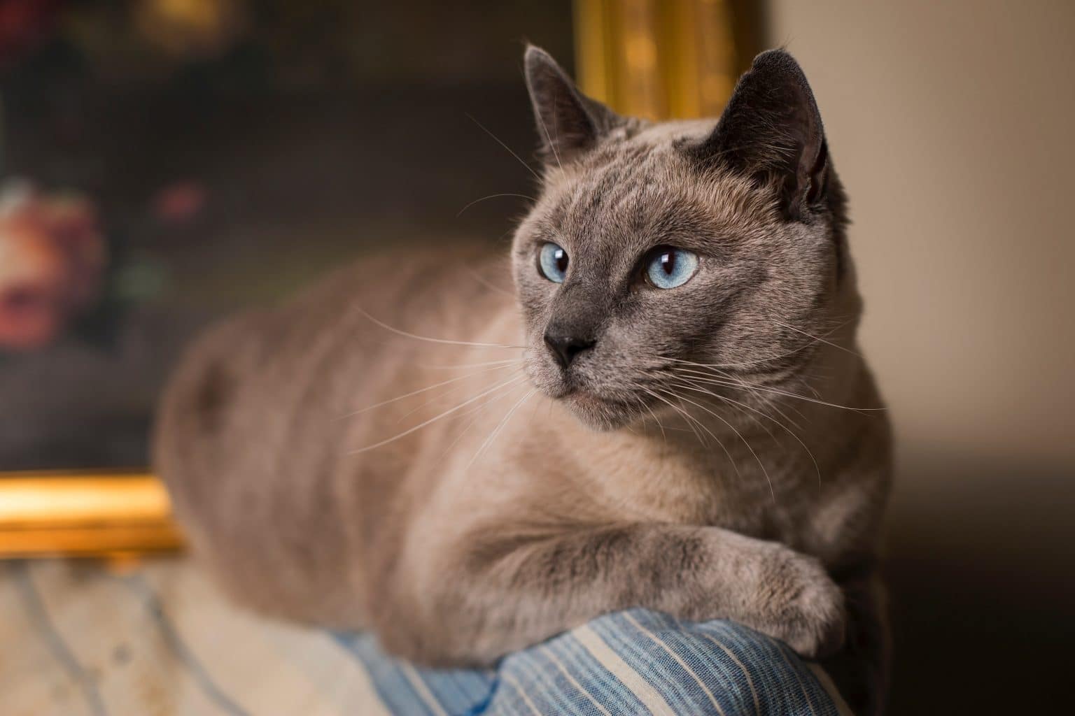 Siamese Cats: All You Need To Know - Siamese Of Day