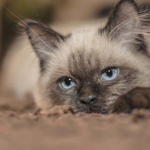 Why Do Siamese Cats Meow A Lot? | Siaemseofday
