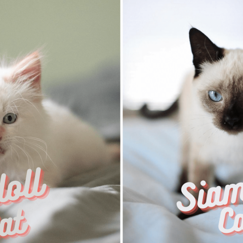 Traditional Siamese Cat: Personality, Care And Training