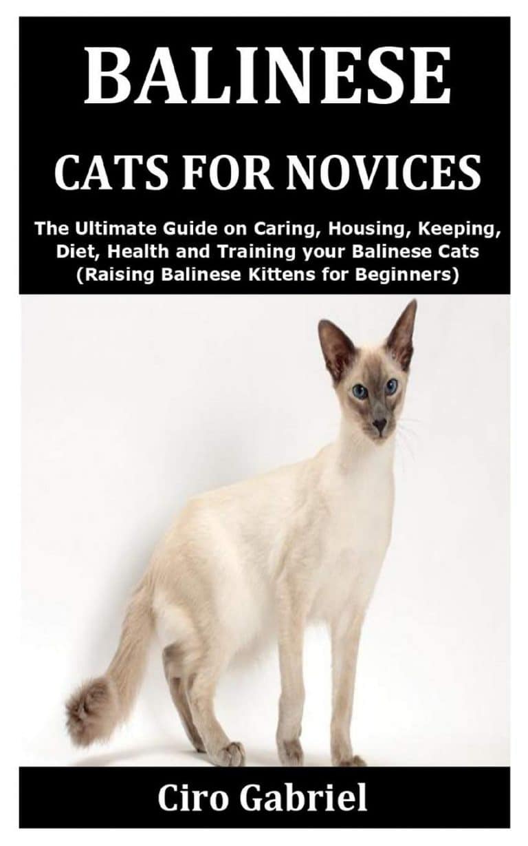 Best Balinese Cat theme Ideas | Siamese of day