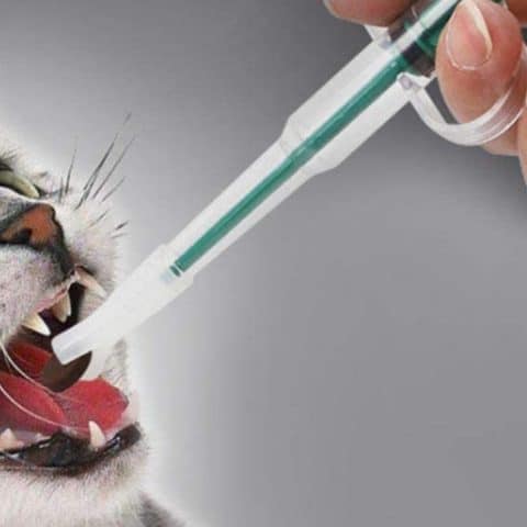 How to Give Your Cat a Pill? | Quick Tips & Tricks | Siamese Of Day