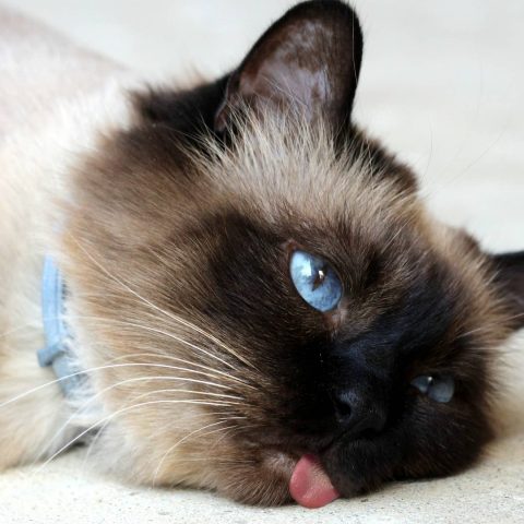How to Bond with Your Siamese Cat: A Step-by-Step Guide