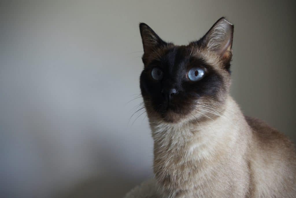 National Siamese cat Day – April 6, 2021