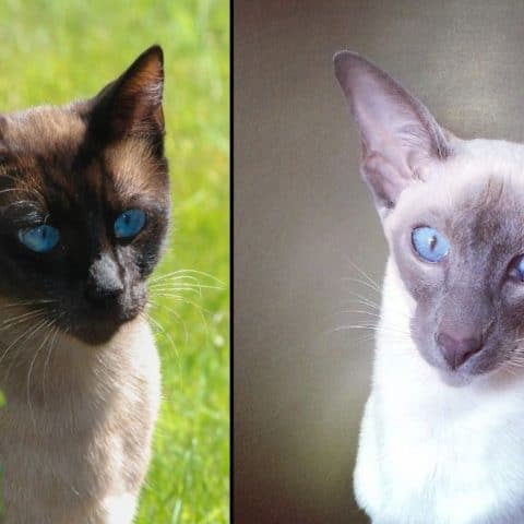 Applehead Siamese Cats - What Are They? | Siameseofday