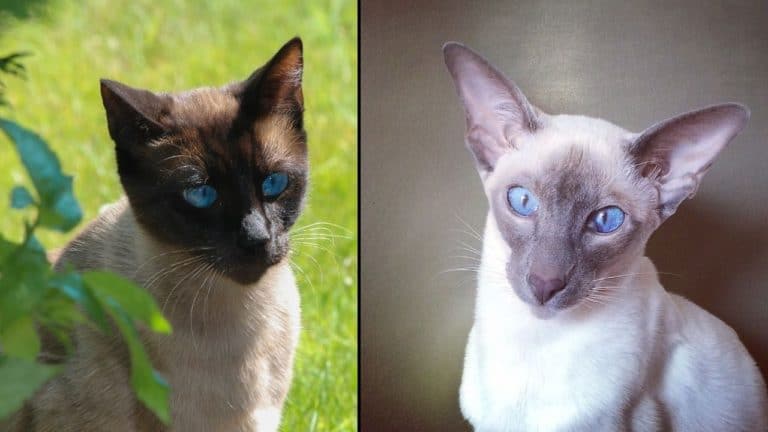 Everything about Siamese Cat - Cat tips and advice