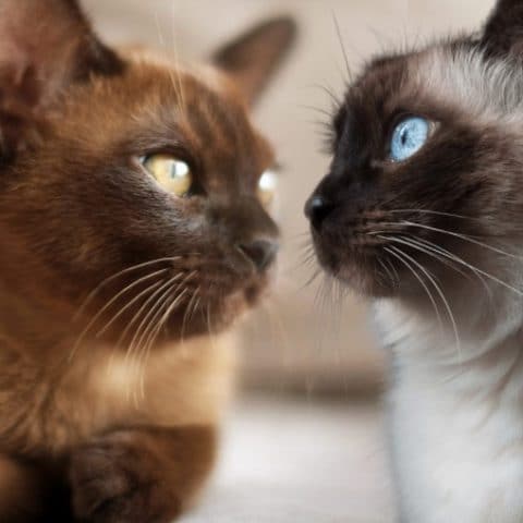 Wedge Head Siamese Vs. Traditional Siamese – What’s The Difference?
