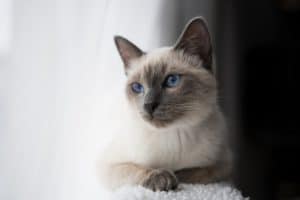 Siamese Cats: All You Need To Know - Siamese Of Day