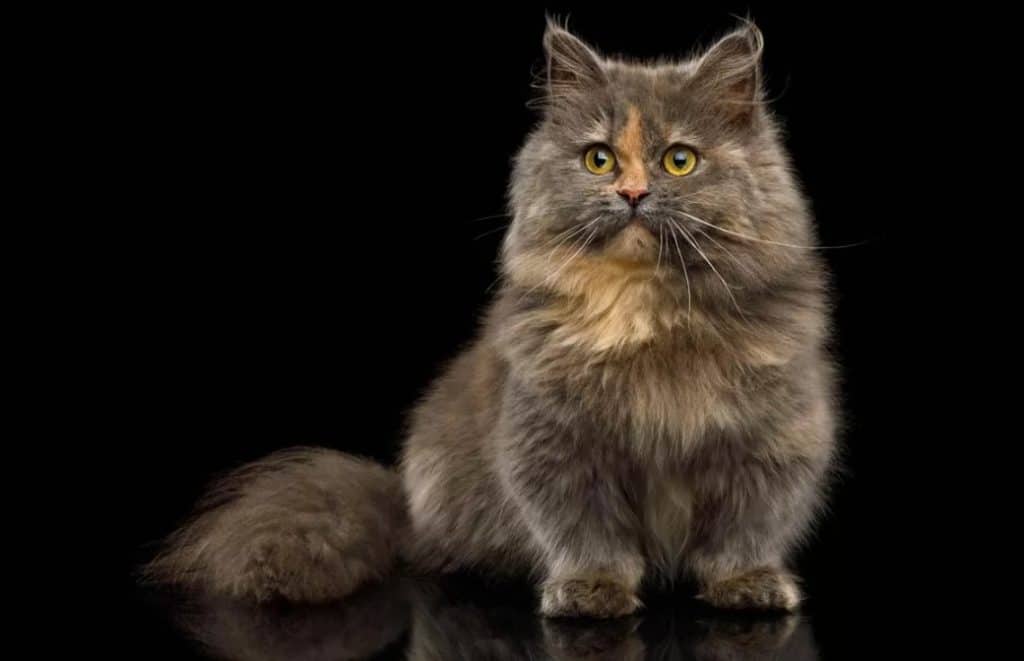 Munchkin Cat Breed Information, History, Characteristics & Facts ...