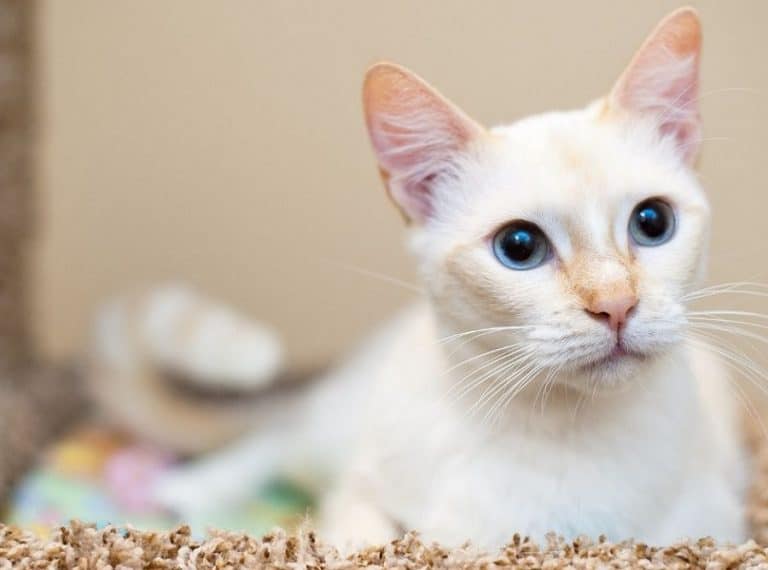 Siamese Cats: All You Need To Know - Siamese Of Day