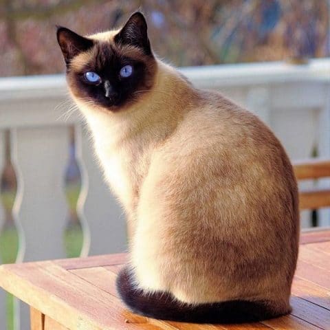 (Red)Flame Point Siamese Cats - Siamese of Day