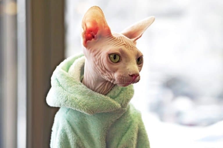 Siamese Sphynx cat: Facts, History, Characteristics - Siamese Of Day