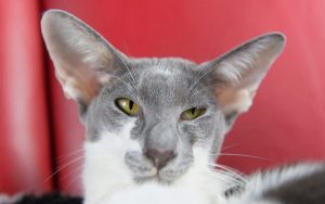 Siamese Cats: All You Need To Know - Siamese Of Day