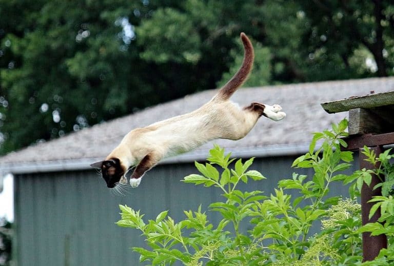 Siamese Cats: All You Need To Know - Siamese Of Day