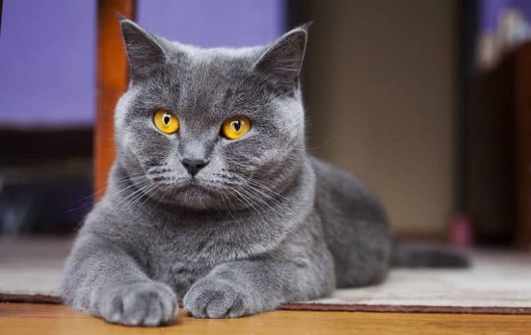 British Shorthair Cat Breed - Facts and Personality Traits - Siamese Of Day
