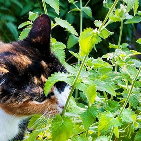 Catnip: Do Siamese Cats Like? | Siamese of day