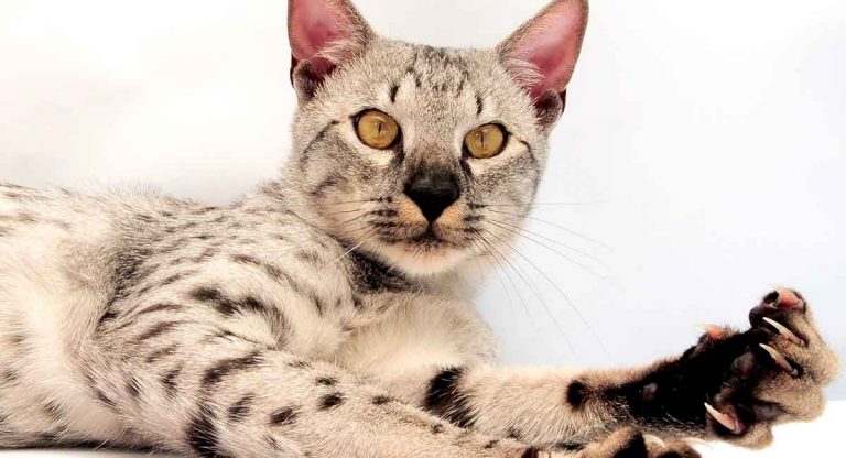 Savannah Cat Breed Information, History, Characteristics & Facts ...