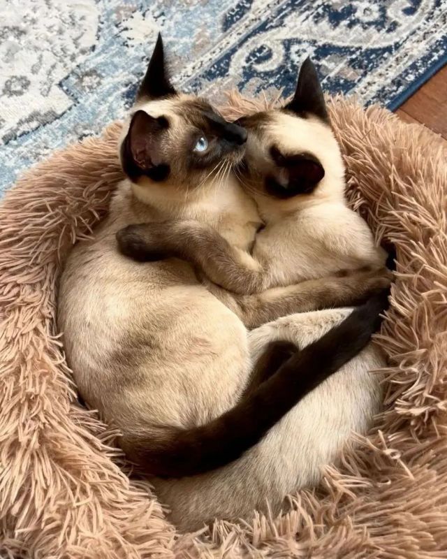 All About Tabby Pointed Siamese cat | Siamese of Day